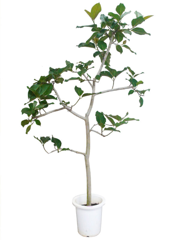 シーマ | HITOTOKI by MAKIMO PLANT（Plants book）