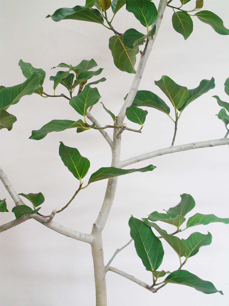 シーマ | HITOTOKI by MAKIMO PLANT（Plants book）