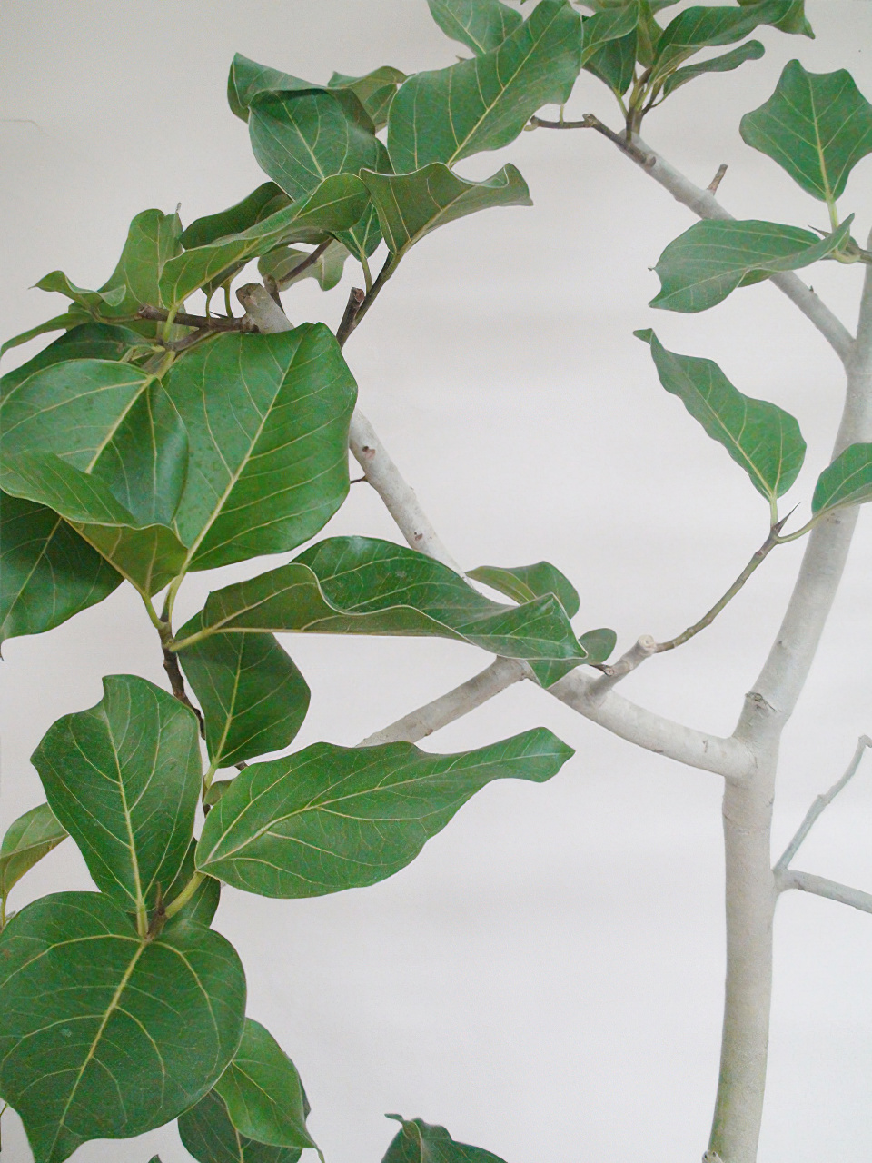 シーマ | HITOTOKI by MAKIMO PLANT（Plants book）