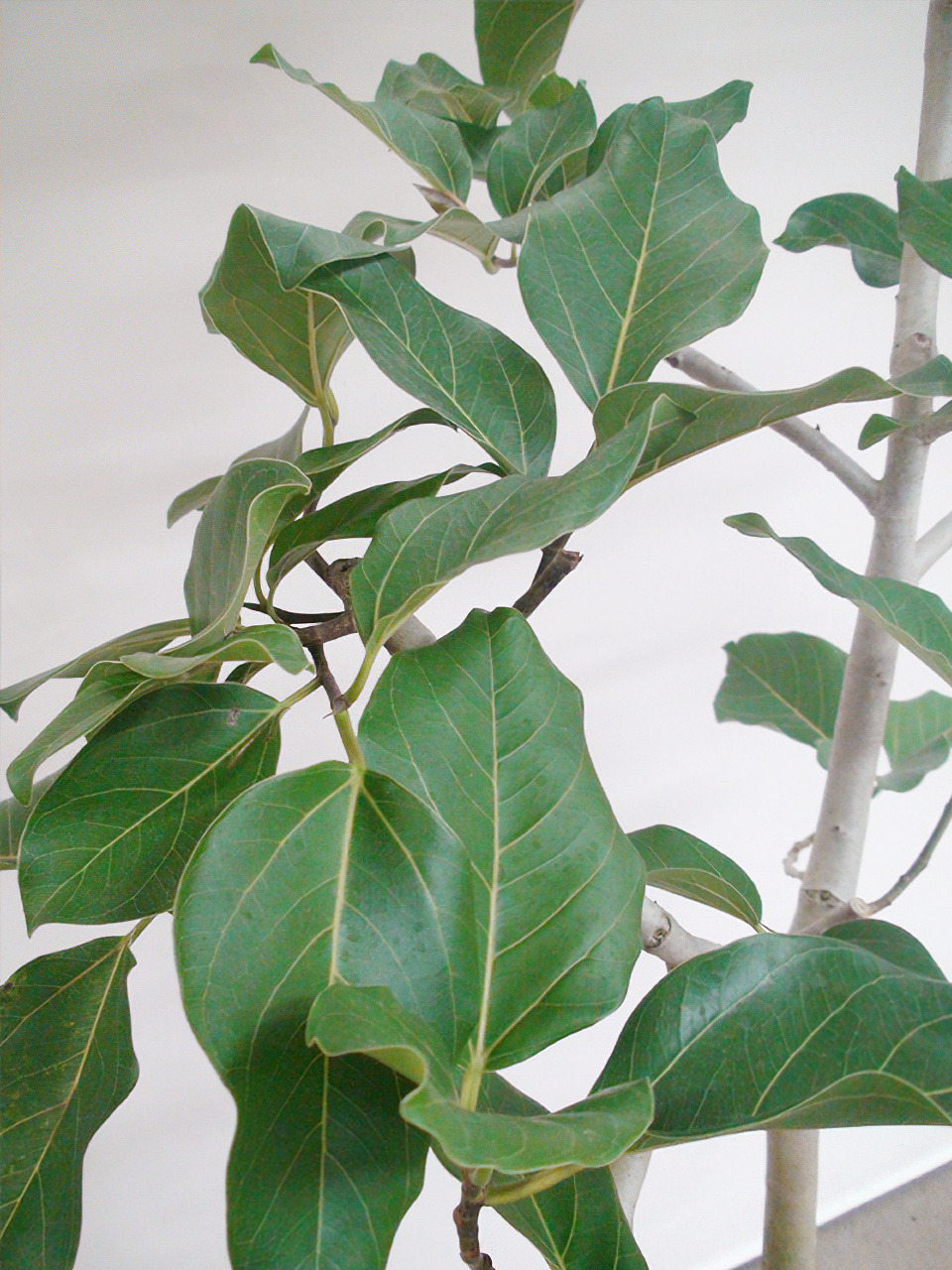 シーマ | HITOTOKI by MAKIMO PLANT（Plants book）