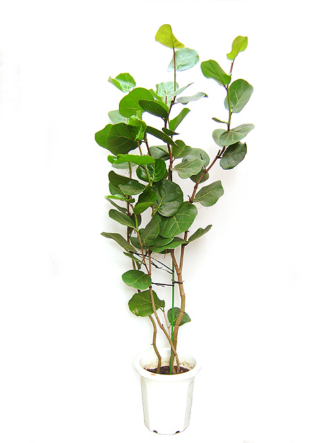 coccoloba_uvifera01 | HITOTOKI by MAKIMO PLANT