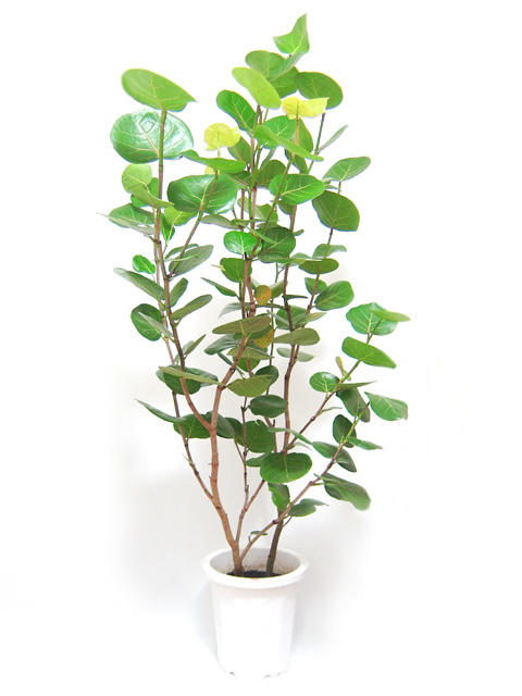 coccoloba_uvifera04 | HITOTOKI by MAKIMO PLANT