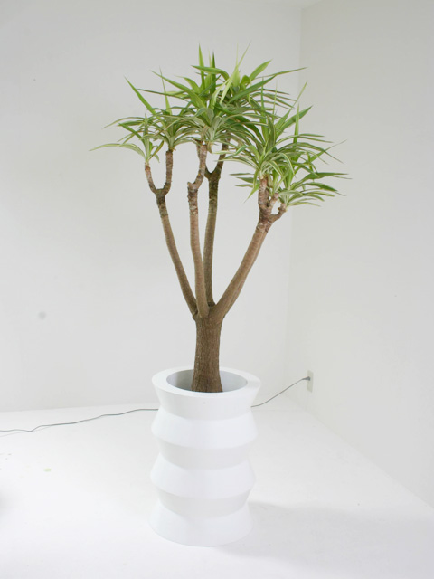 groove-04 | HITOTOKI by MAKIMO PLANT